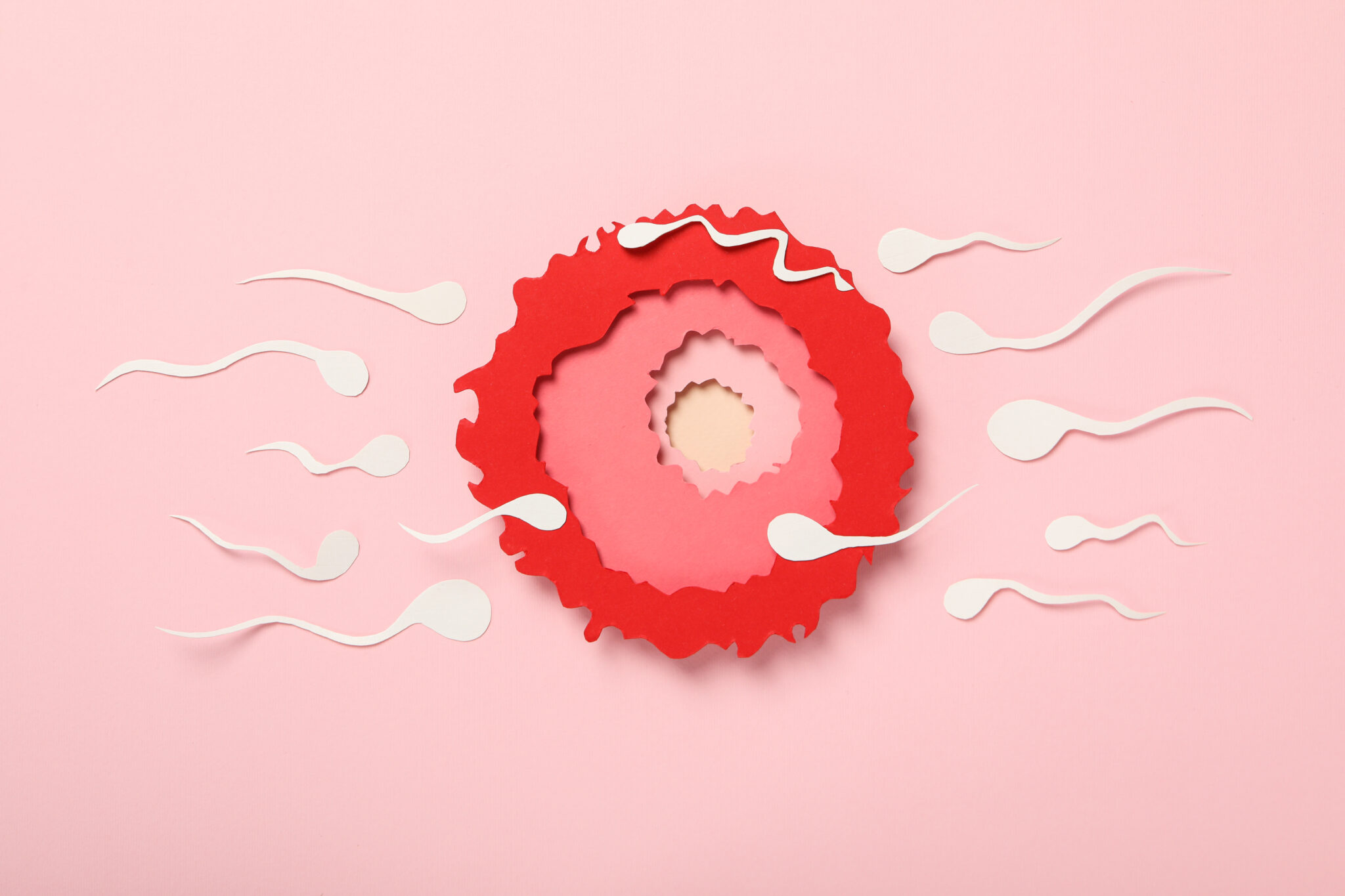 What Is The Sperm Meets Egg Plan Or SMEP And How Does It Work ...