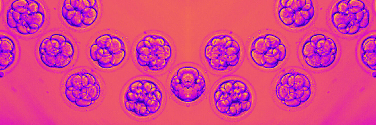 What do Embryo Grades Mean? Your Guide to IVF Embryo Grading ...